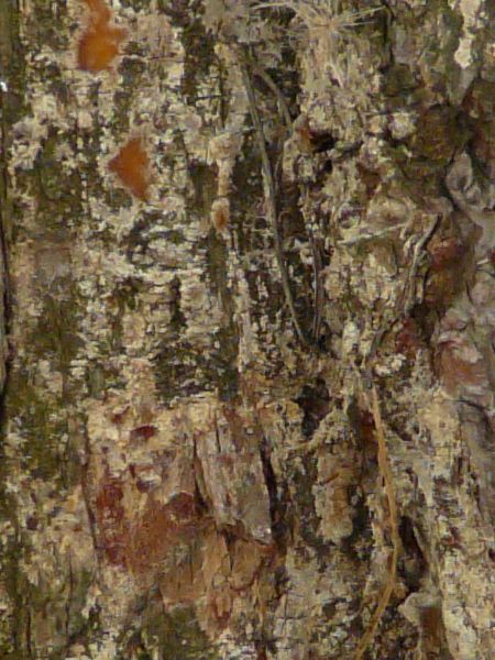 damaged trunk texture 0007 - Texturelib